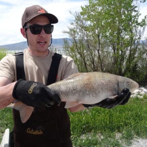 List of Fish Species in Utah Lake (Updated) - Pond Informer