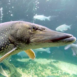 List of Fish Species in Utah Lake (Updated) - Pond Informer