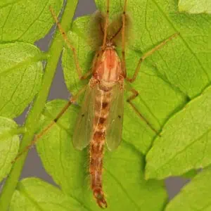 Guide to Aquatic Midges (Chironomidae) - Pond Informer
