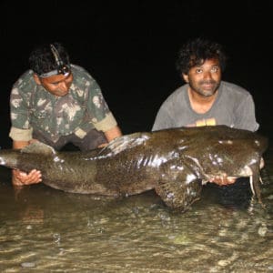 Are Catfish Dangerous? (Surprising Facts & Incidents) - Pond Informer