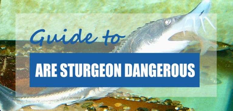 Are Sturgeon Dangerous? (Surprising Facts & Incidents) - Pond Informer