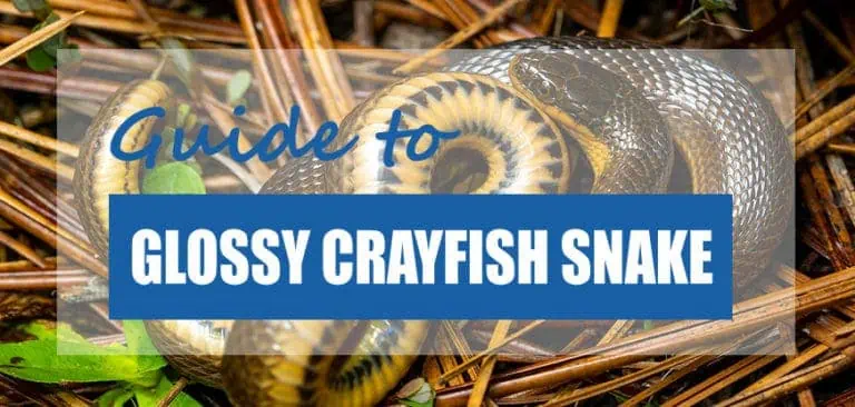 Crayfish Snake Facts, Habitat, Range & ID Guide (Liodytes rigida ...