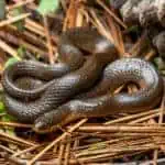 Crayfish Snake Facts & ID Guide (Liodytes rigida) - Pond Informer