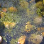 10 Freshwater Pond Ecosystem Decomposers - Pond Informer