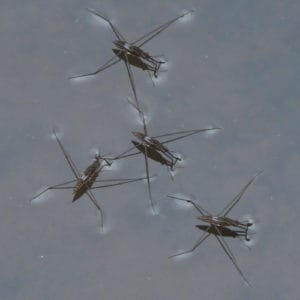 10 Freshwater Pond Ecosystem Decomposers - Pond Informer