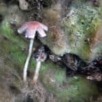 10 Freshwater Pond Ecosystem Decomposers - Pond Informer