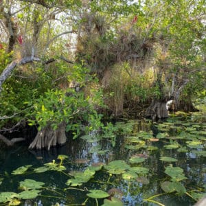 10 Freshwater Pond Ecosystem Decomposers - Pond Informer