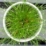 How to Plant & Grow Fiber Optic Plant (Scirpus cernuus) - Pond Informer