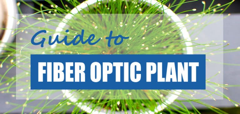 How to Plant & Grow Fiber Optic Plant (Scirpus cernuus) - Pond Informer