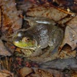 Why Do Frogs Croak at Night? (Surprising Facts) - Pond Informer