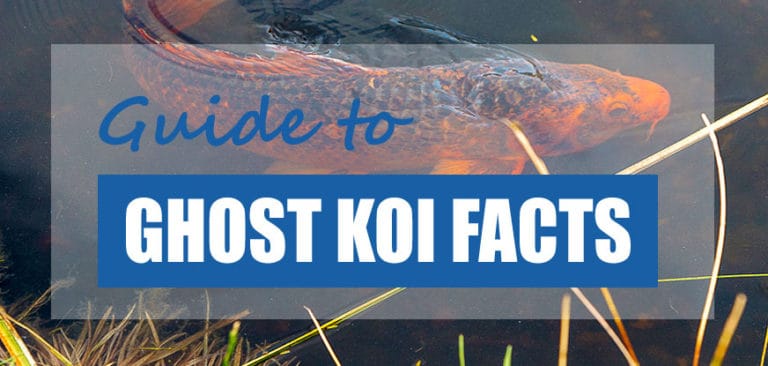 Complete Guide to Ghost Koi 2023 [What Are They?] - Pond Informer
