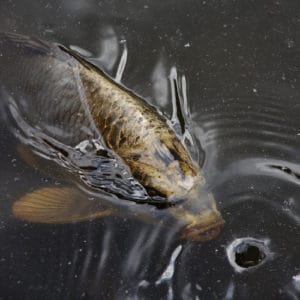 Complete Guide to Ghost Koi (What Are They?) - Pond Informer