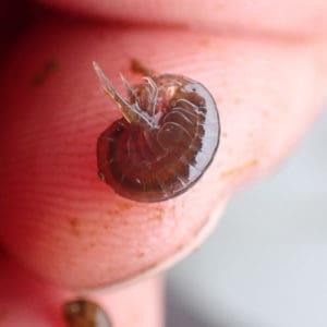 Freshwater Scuds Facts (Gammaridae) - Pond Informer