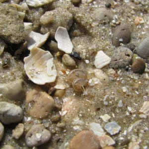 Freshwater Scuds Facts (Gammaridae) - Pond Informer