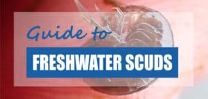 Freshwater Scuds Facts & Information 2023 (Gammaridae) - Pond Informer