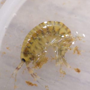 Freshwater Scuds Facts (Gammaridae) - Pond Informer