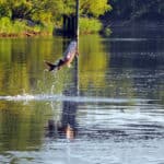 Are Sturgeon Dangerous? (Facts & Incidents) - Pond Informer