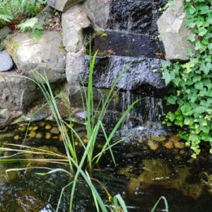 How to Make a Pond Safe for Swimming (12 Steps) - Pond Informer