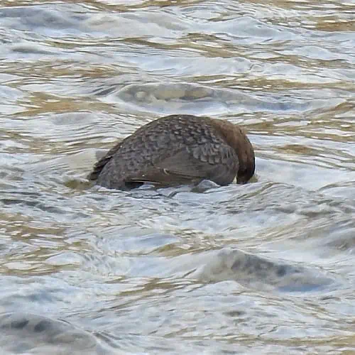 Guide to White-throated Dipper (Cinclus cinclus) - Pond Informer