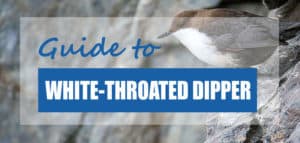 White-throated Dipper Facts, Habitat, & ID Guide (Cinclus cinclus) - Pond Informer