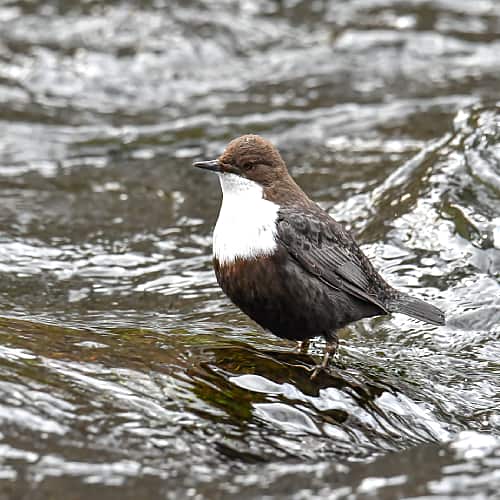 Guide to White-throated Dipper (Cinclus cinclus) - Pond Informer