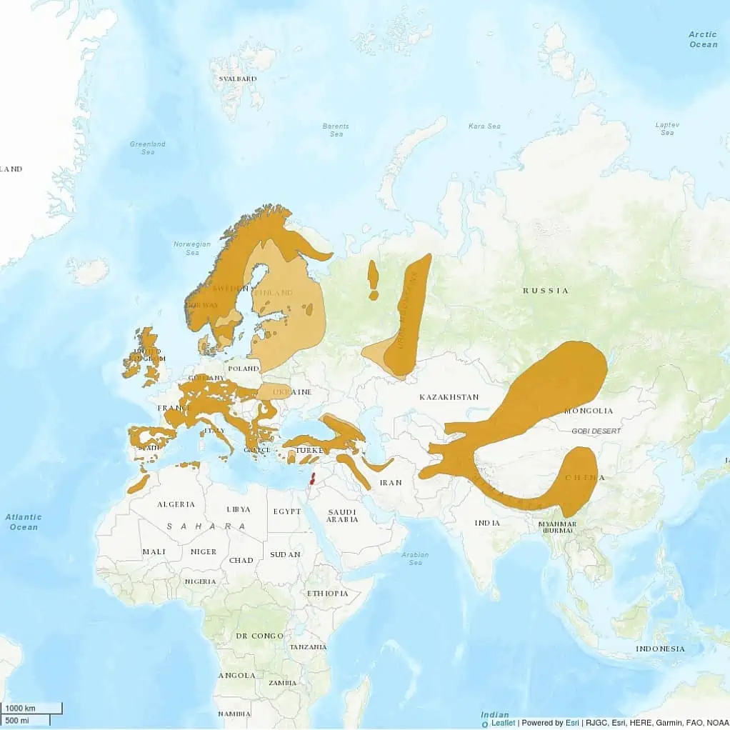 Guide to White-throated Dipper (Cinclus cinclus) - Pond Informer