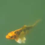 What Kind of Lime Is Best for Ponds? (Pros & Cons) - Pond Informer