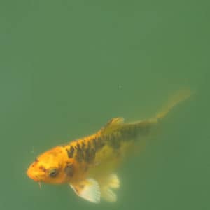 What Kind of Lime Is Best for Ponds? (Pros & Cons) - Pond Informer