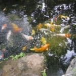 What Kind of Lime Is Best for Ponds? (Pros & Cons) - Pond Informer