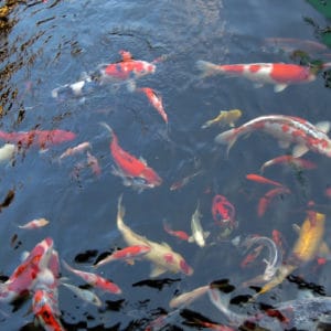 What Kind of Lime Is Best for Ponds? (Pros & Cons) - Pond Informer