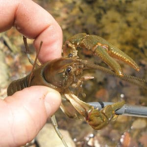 8 Crayfish Species in Michigan (ID + Pictures) - Pond Informer