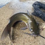 How to Stock a Pond or Lake With Catfish - Pond Informer