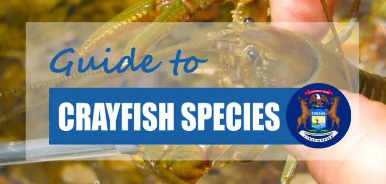 List of Crayfish Species in Michigan (ID + Pictures) - Pond Informer