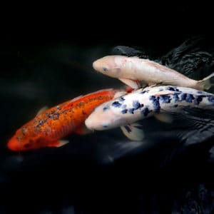 Complete Guide to Koi Spawning (Signs, Behavior, Advice) - Pond Informer
