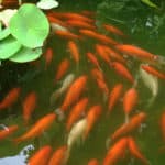 Complete Guide to Koi Spawning (Signs, Behavior, Advice) - Pond Informer
