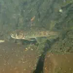 22 Fish Species in Lake Ontario (Updated) - Pond Informer