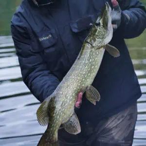 22 Fish Species in Lake Ontario (Updated) - Pond Informer