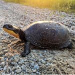 Turtle Species in Michigan (ID + Pictures) - Pond Informer