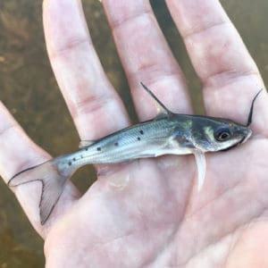 How to Stock a Pond or Lake With Catfish - Pond Informer