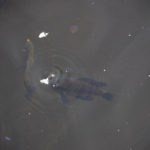 How to Stock a Pond or Lake With Catfish - Pond Informer