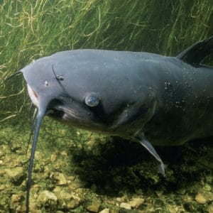 How to Stock a Pond or Lake With Catfish - Pond Informer