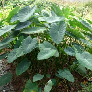 How to Plant & Grow Taro (Colocasia esculenta) - Pond Informer