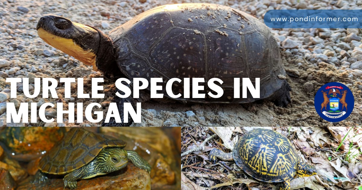 List of Turtle Species in Michigan 2022 (ID + Pictures) - Pond Informer