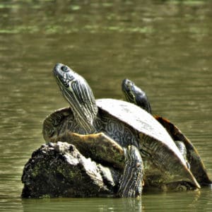 Turtle Species in Texas (ID + Pictures) - Pond Informer
