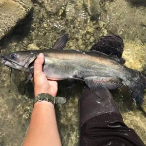 List of Freshwater Fish Species in California (ID + Pictures) - Pond ...