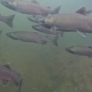 List of Freshwater Fish Species in California (ID + Pictures) - Pond ...