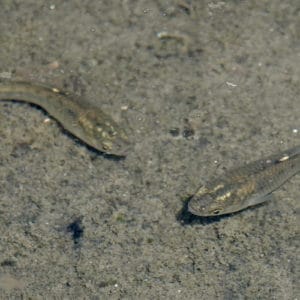 List of Freshwater Fish Species in California (ID + Pictures) - Pond ...