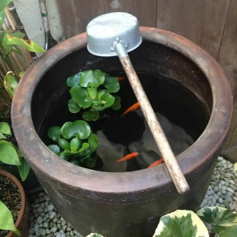 30 Outdoor Goldfish Pond Design Ideas - Pond Informer