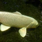 Guide to Koi Behaviors - What Do They Mean? - Pond Informer