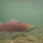 List of Fish Species in Naknek Lake (Updated) - Pond Informer